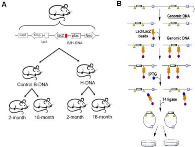 Aging alters genomic instability at endogenous mutation hotspots in ...