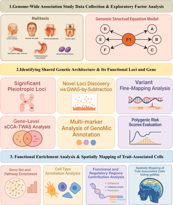 Genomic structural equation modeling identifies shared genetic ...