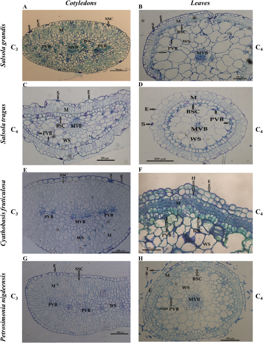 Biochemical and structural differences between C3 cotyledons and C4 ...