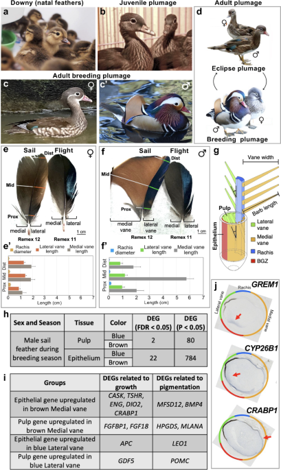 Sexually dimorphic sail feathers in the Mandarin duck as a model for ...