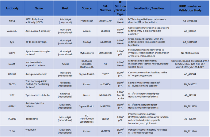 Meiotic progression in multinuclear mouse spermatocytes without the ...
