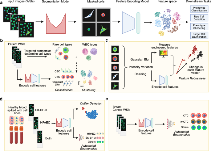 Representation learning enables robust single cell phenotyping in whole ...