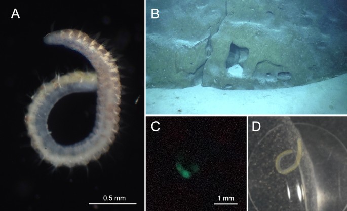 A bioluminescent deep-sea polychaete within the genus Aricidea ...