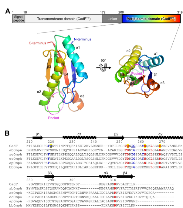 Crystal structures of Campylobacter jejuni CadF reveal a potential role ...