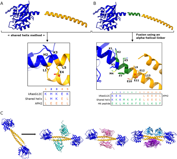 Structural determination of small proteins by cryo-EM using a coiled ...