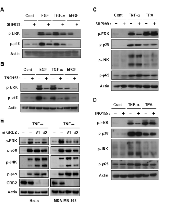 Allosteric SHP2 inhibitors suppress lung cancer cell migration by ...