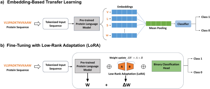 Transfer learning on protein language models improves antimicrobial ...