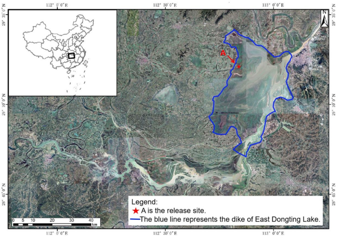 Behavioral shifts of reintroduced Milu deer Elaphurus davidianus in ...
