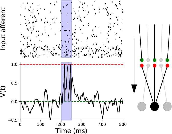 Incremental self-organization of spatio-temporal spike pattern detection | Scientific Reports