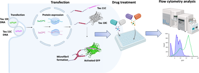 A high-throughput drug screening assay for anti-tau aggregation using ...