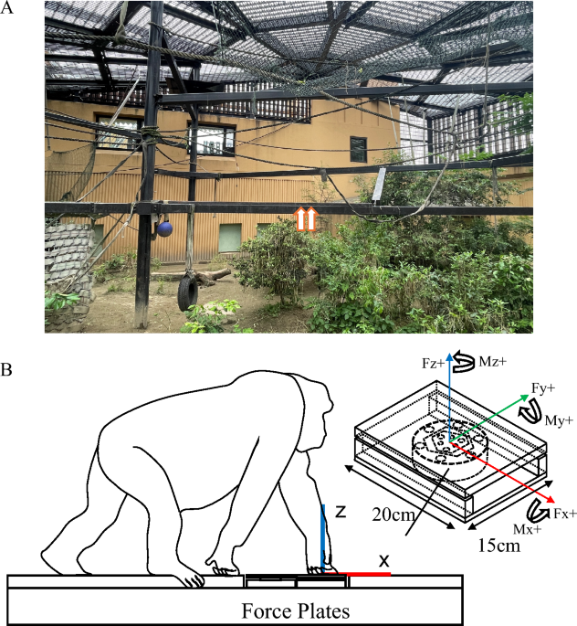 Gorilla knuckle-walking mechanics suggest independent evolution in ...