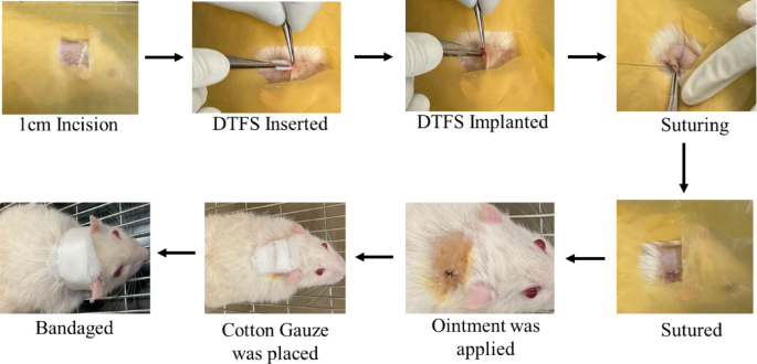 In vivo subcutaneous biocompatibility evaluation of decellularized ...