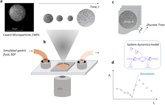 Kinetic description of changes in the size of casein microparticles ...