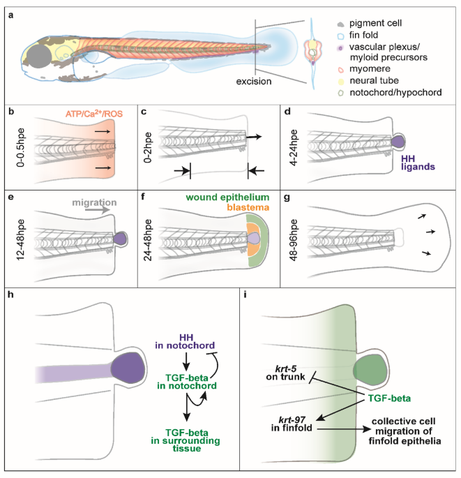 TGF-beta coordinates changes in Keratin gene expression during complex ...