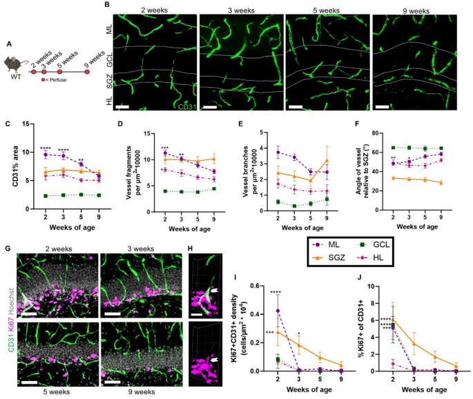Postnatal development of the dentate gyrus vascular niche | Scientific ...