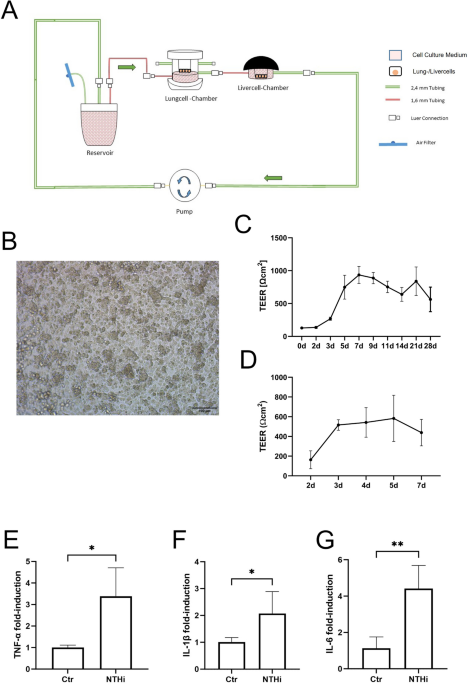 Modeling of lung-liver interaction during infection in a human fluidic ...