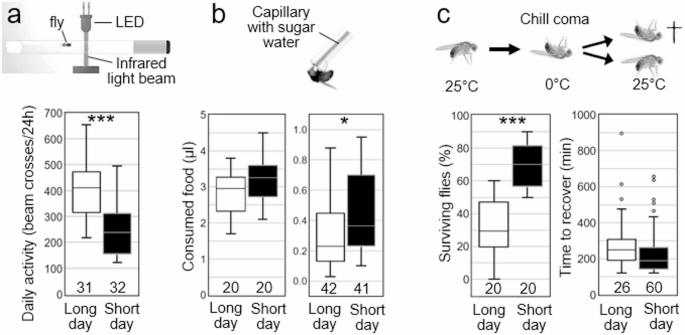 A short photoperiod alters brain metabolism and cold resistance in ...