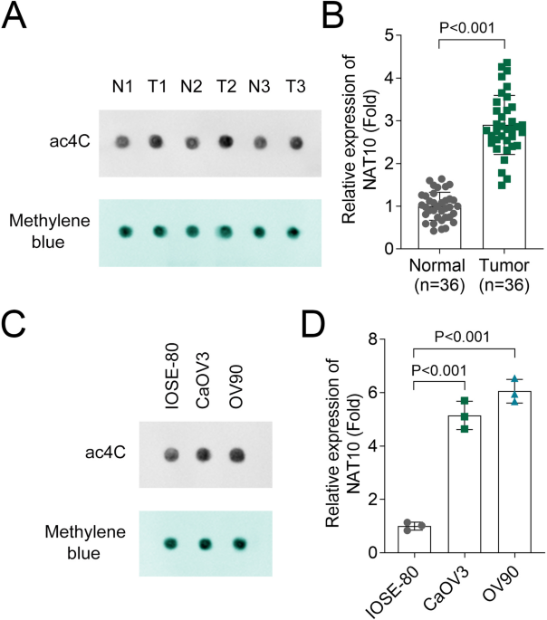 NAT10 promotes glycolysis and cell stemness of ovarian cancer cells via ...