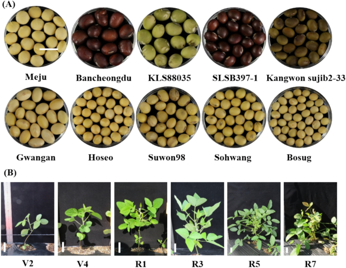 Soybean Seed Shape
