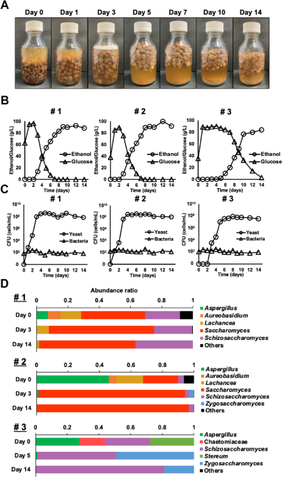 Spontaneous fermentation of raisin water to form wine | Scientific Reports