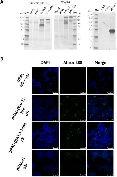 Bivalent SARS-CoV-2 spike immunization with non-replicative antibiotic ...