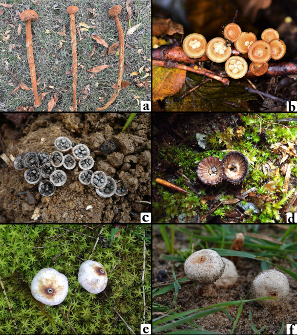 Explainable convolutional neural network architectures for high ...