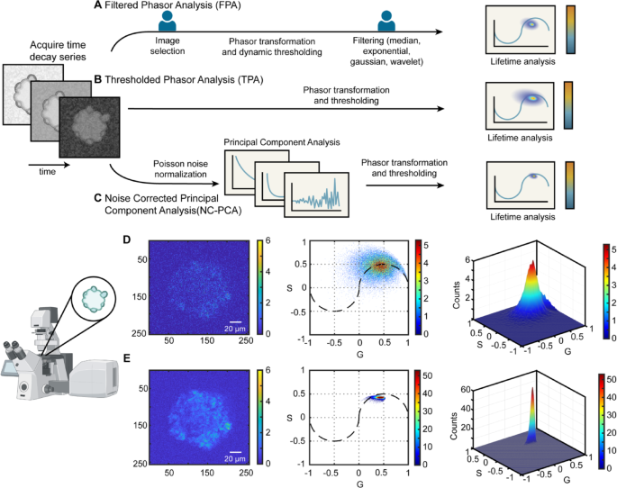 Denoising of fluorescence lifetime imaging data via principal component ...