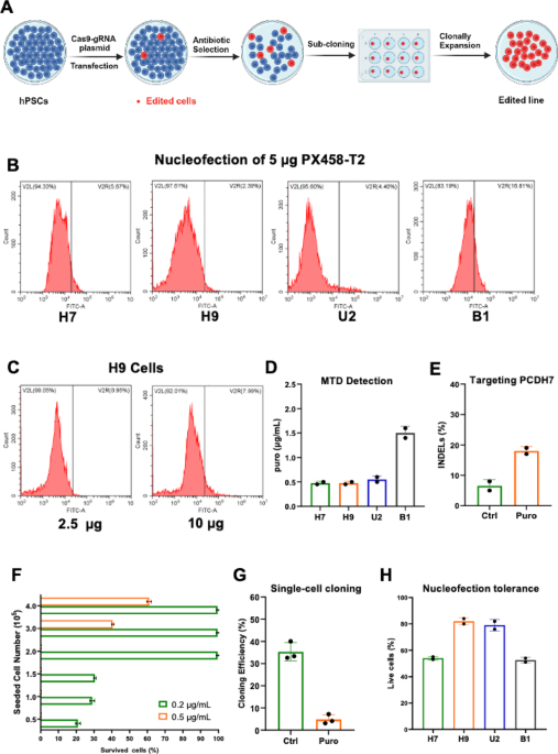 Optimization of gene knockout approaches and sgRNA selection in hPSCs ...