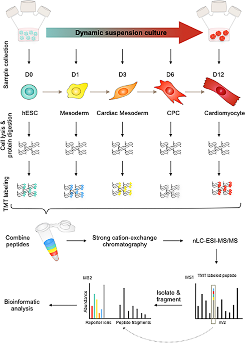 Dynamic proteome profiling of differentiating human embryonic stem ...