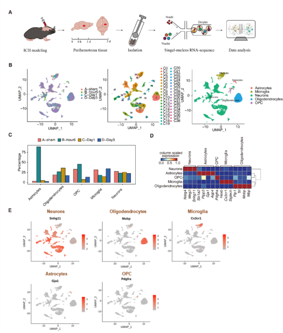 snRNA-seq reveals key transcription factors in the inflammatory ...