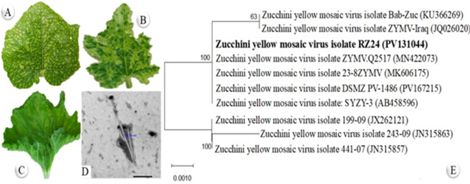 Streptomyces fungicidicus culture filtrate controls zucchini yellow ...