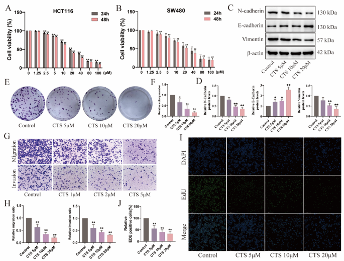 Crotonoside exerts anti-colorectal cancer effects by suppressing KIF20A ...