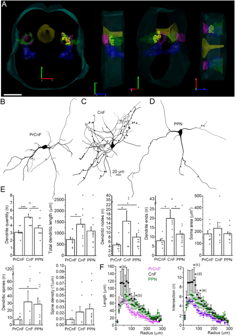 Neurons of the precuneiform nucleus share structural and functional ...