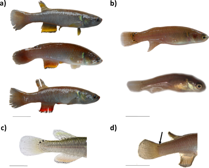 Alternative social and reproductive niches linked to intra-sexual color ...