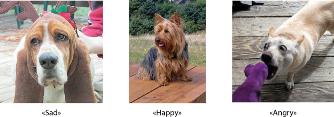Investigating the capabilities of large vision language models in dog ...