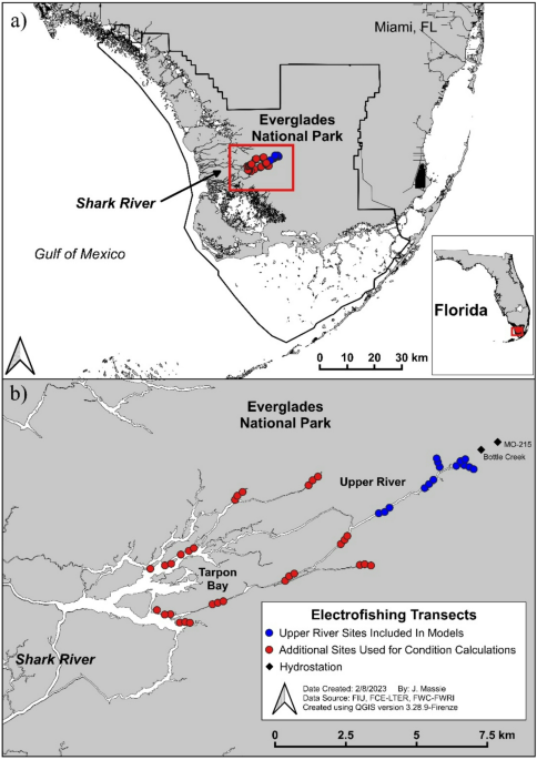 Linking a seasonal freshwater prey subsidy to the body condition of an ...