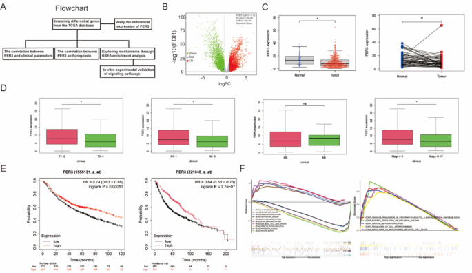 PER3 suppresses lung adenocarcinomatous cell proliferation/migration ...