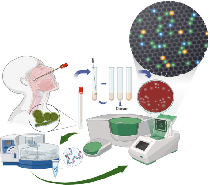 Duplex ddPCR detection of lytA and piaB in Streptococcus pneumoniae ...