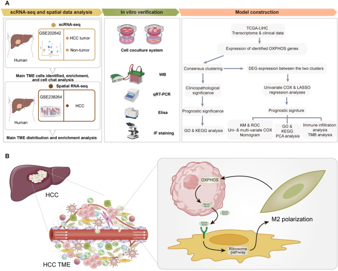 M2 macrophages and tumor cells engage in a metabolic feedback loop to ...