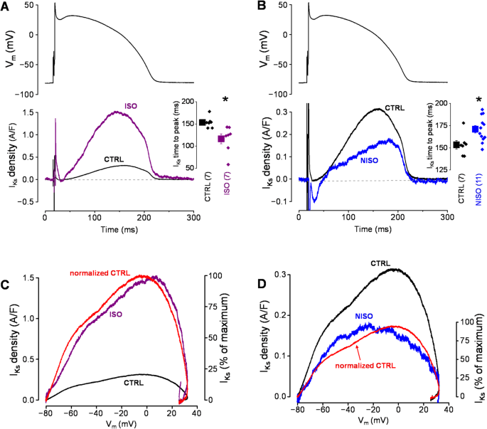 The slow delayed rectifier K+ current is differently regulated under ...