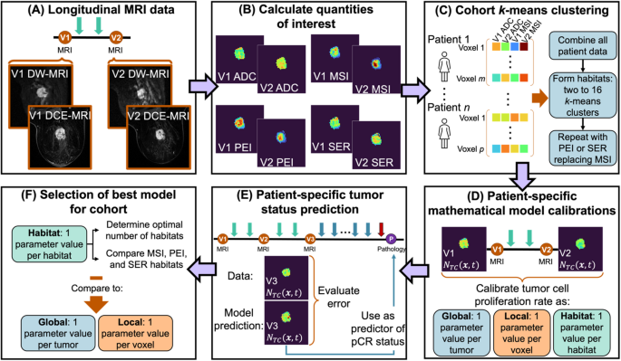 Predicting the response of triple negative breast cancer to neoadjuvant ...