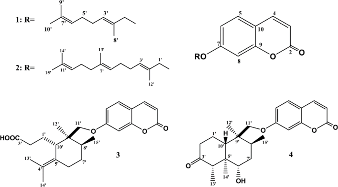 Decoding the anti-inflammatory properties of sesquiterpene coumarins ...