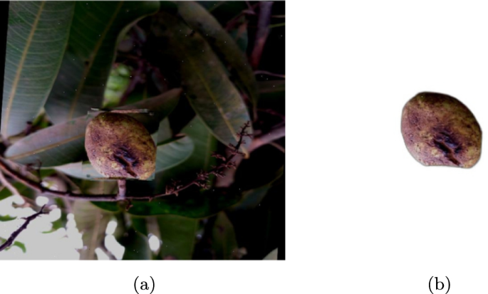 Dual-modality fusion for mango disease classification using dynamic ...