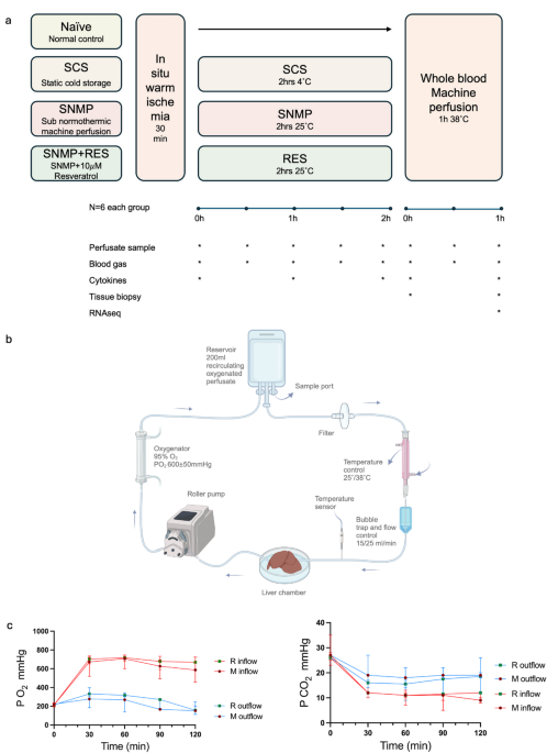 Optimizing DCD donor liver function with resveratrol during machine ...