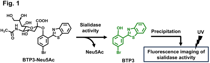 Development of mumps virus-specific sialidase imaging probes through ...