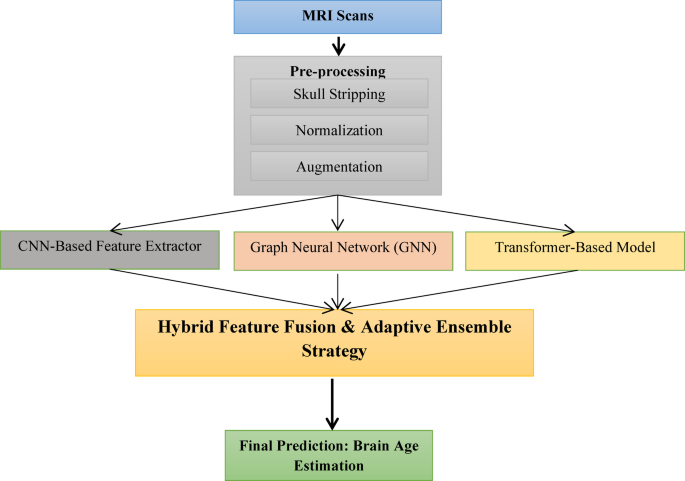 NeuroAgeFusionNet an ensemble deep learning framework integrating CNN ...