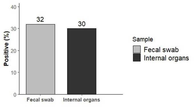 Isolation, toxin gene profiling, and phylogenetic analysis of ...