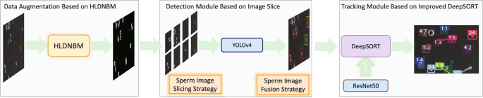 Multi-object sperm detection and tracking based on enhanced YOLOv4 and improved DeepSORT ...