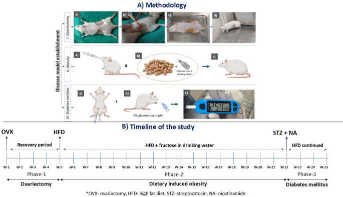 Development and validation of an integrated preclinical model mimicking ...