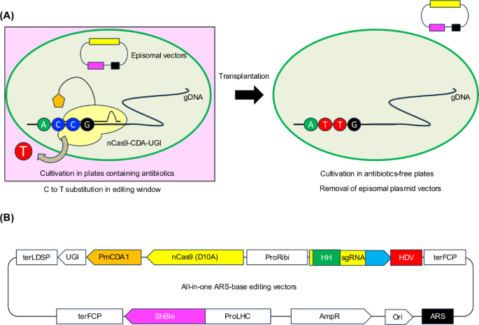 Double-strand break-free and transgene-free genome editing in the ...